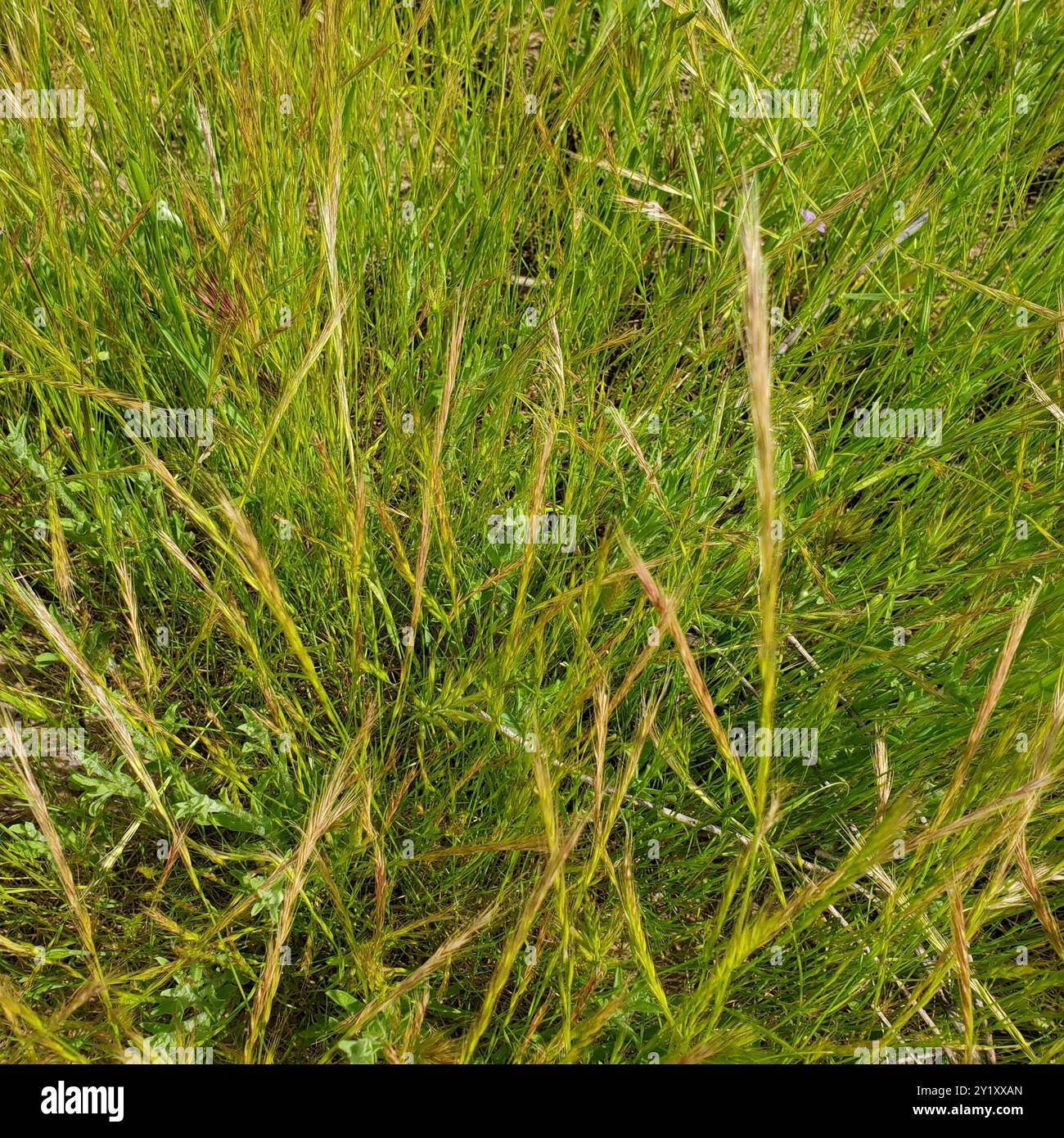 rattail sixweeks grass (Festuca myuros) Plantae Stock Photo - Alamy