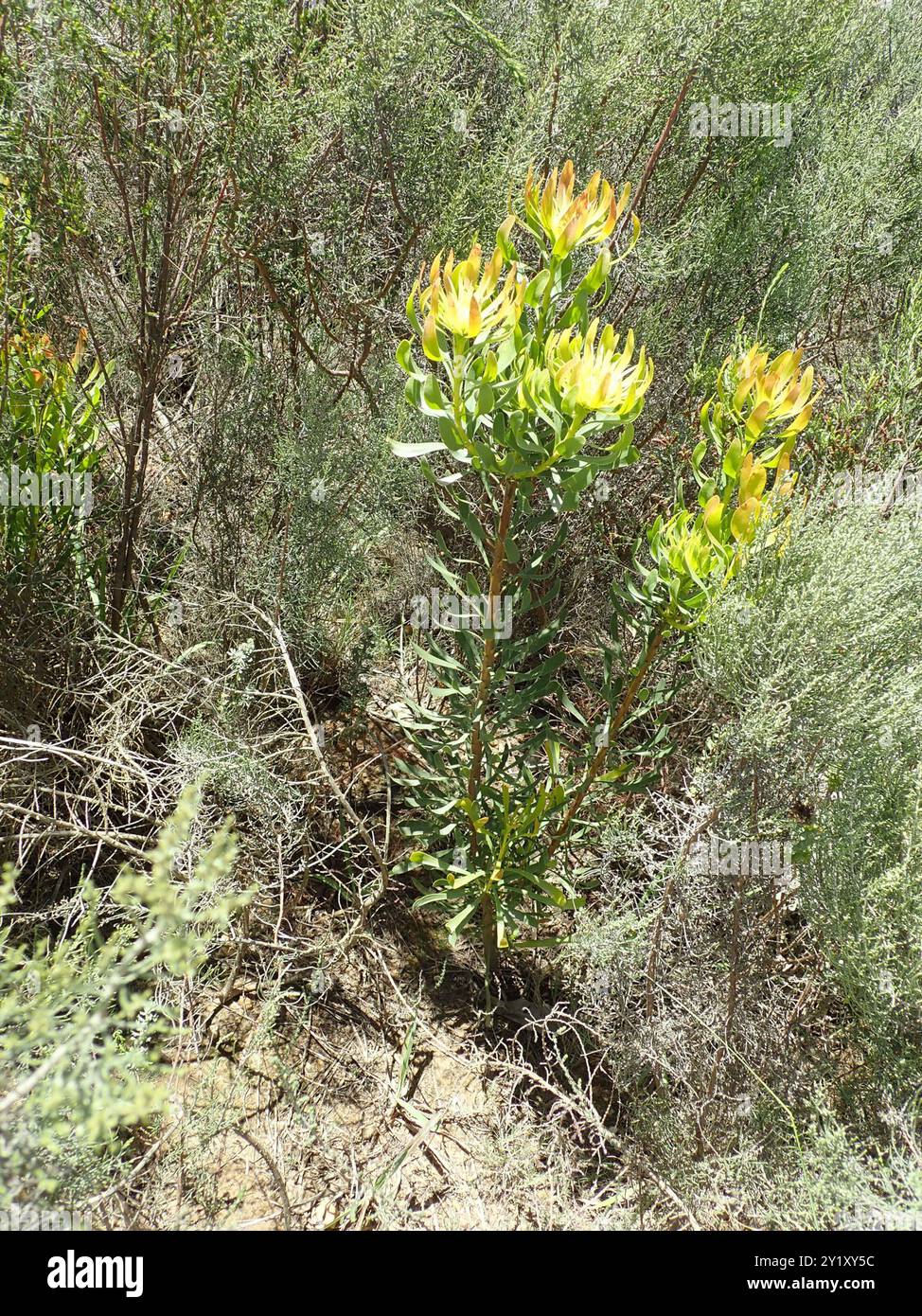 Broadleaf Featherbush (Aulax umbellata) Plantae Stock Photo - Alamy
