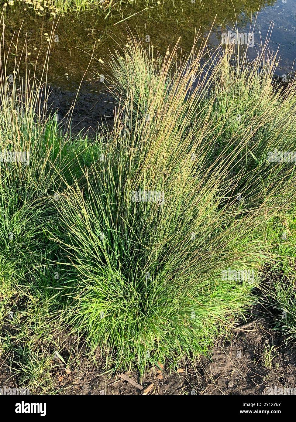 Hard Rush (Juncus inflexus) Plantae Stock Photo - Alamy