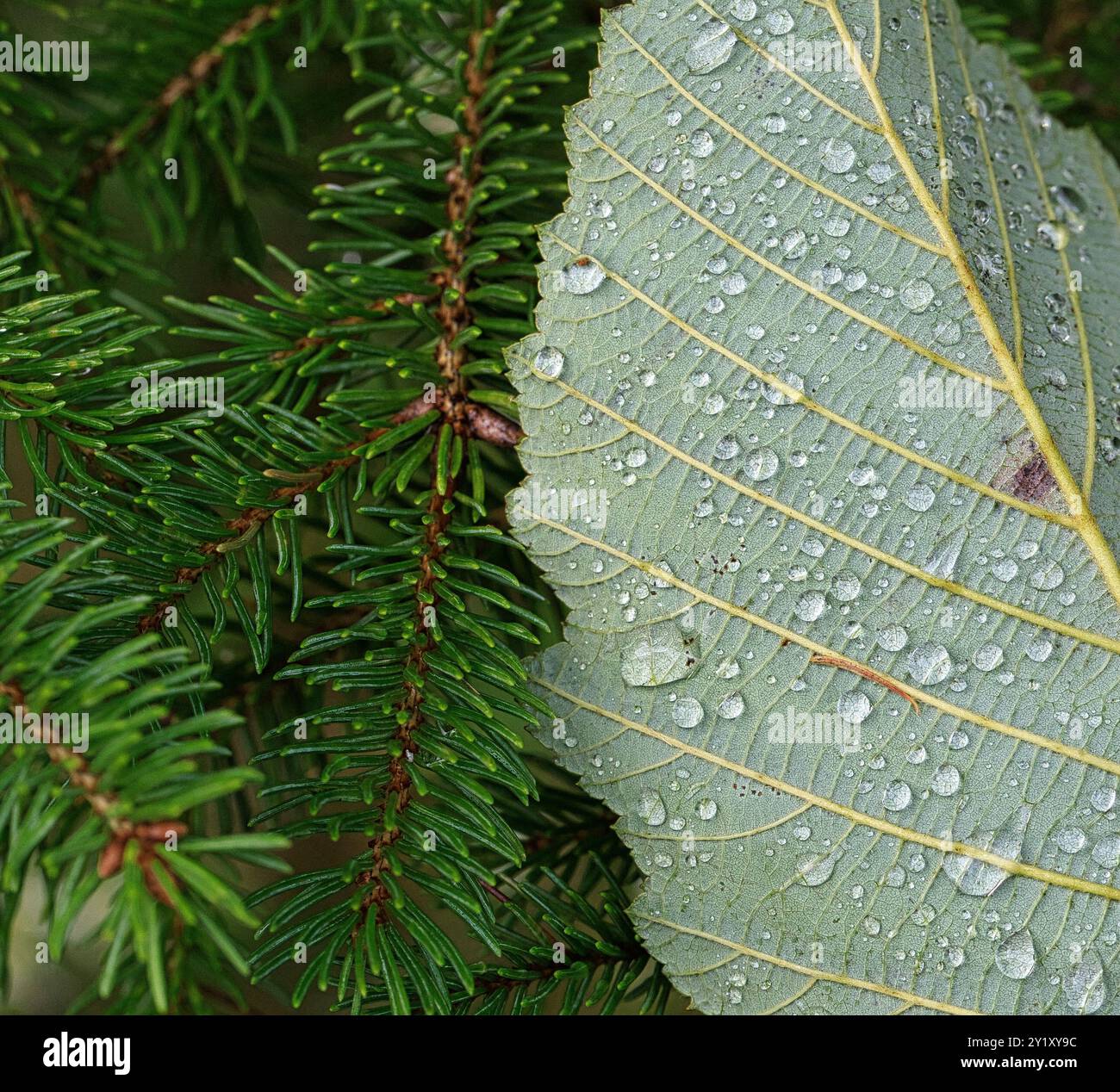 macro/close up photography of leaf and fir branches with water droplets ...