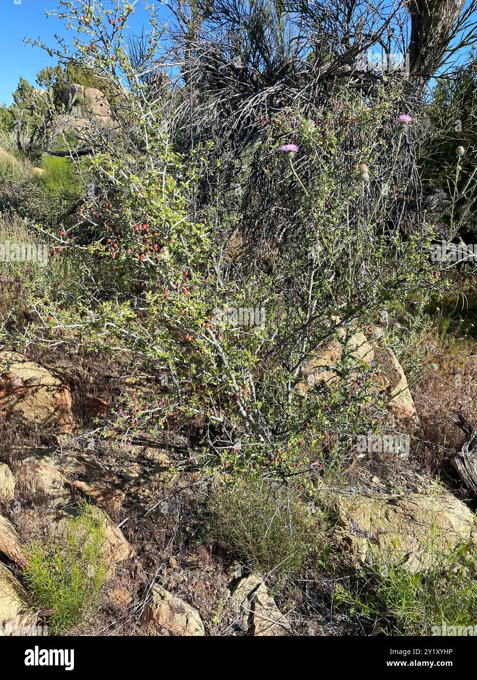 lotebush (Condaliopsis obtusifolia) Plantae Stock Photo - Alamy