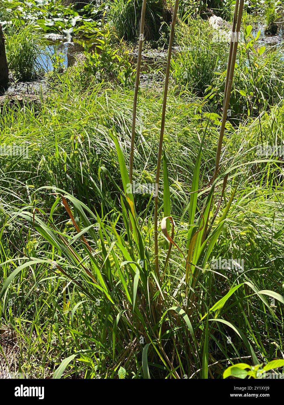 sugarcane plumegrass (Erianthus giganteus) Plantae Stock Photo - Alamy