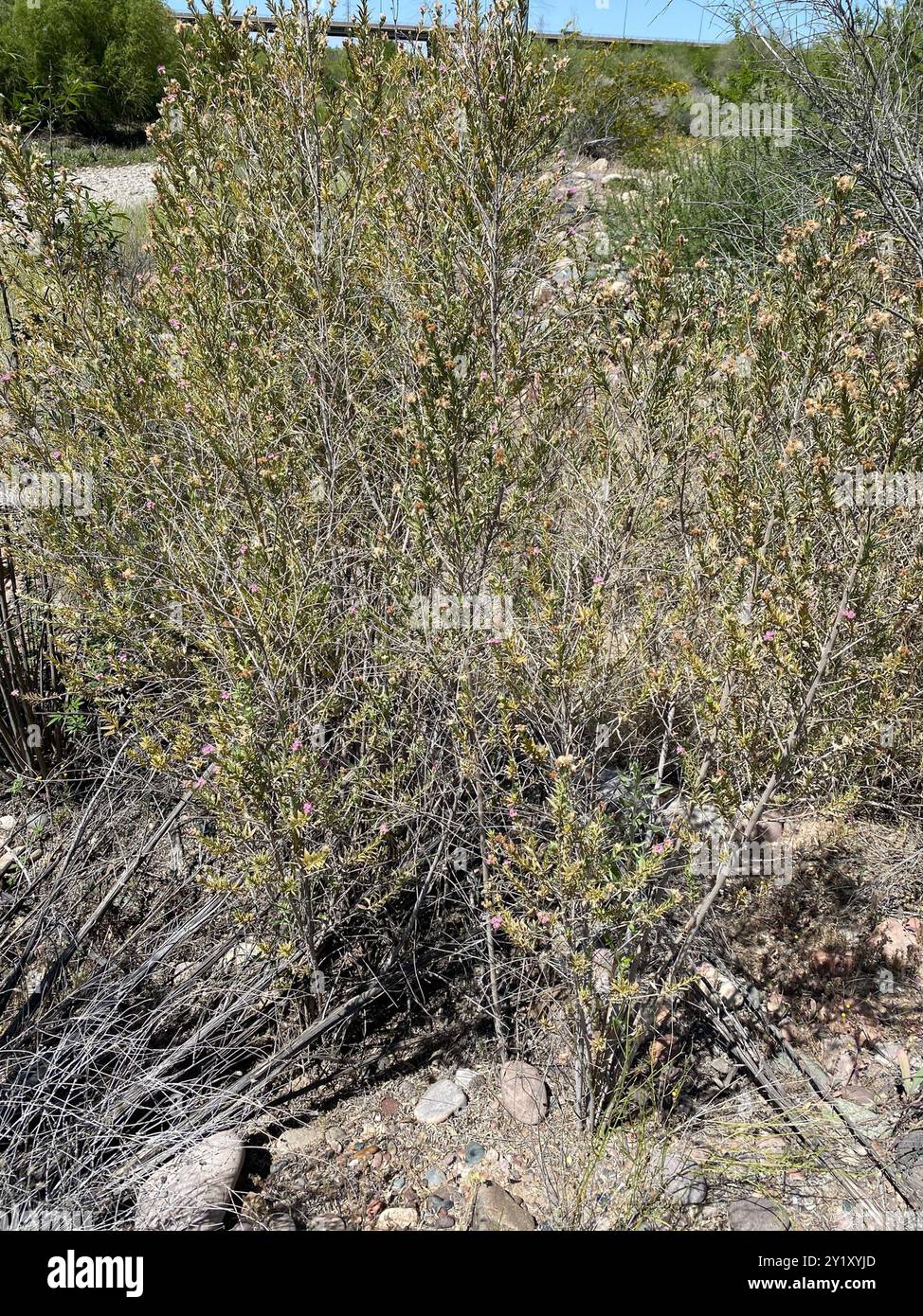 arrowweed (Pluchea sericea) Plantae Stock Photo - Alamy