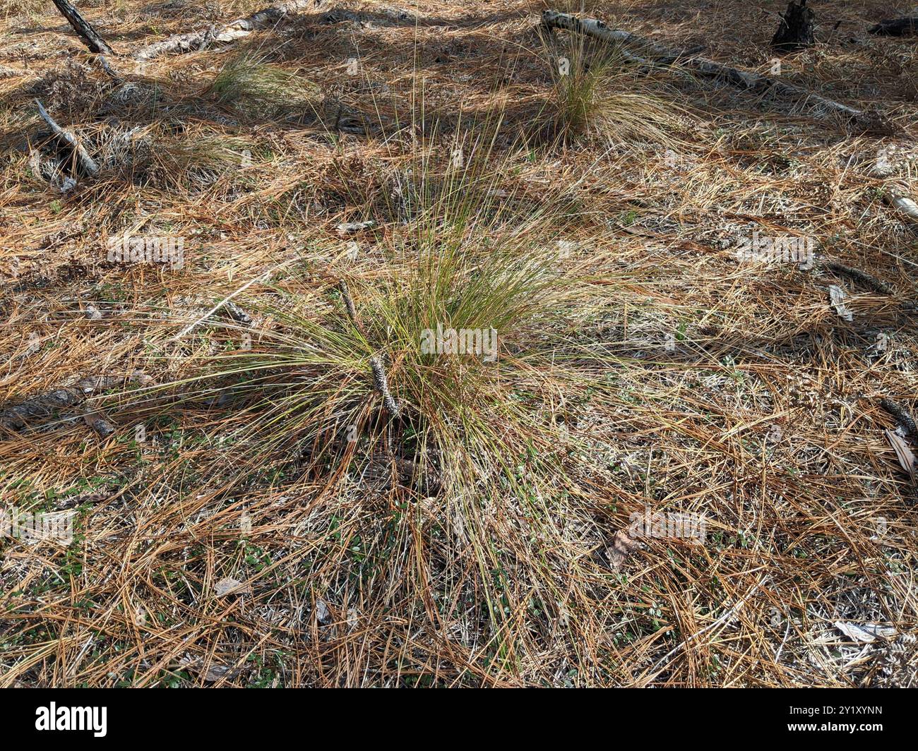 Wire grass (Aristida stricta) Plantae Stock Photo - Alamy