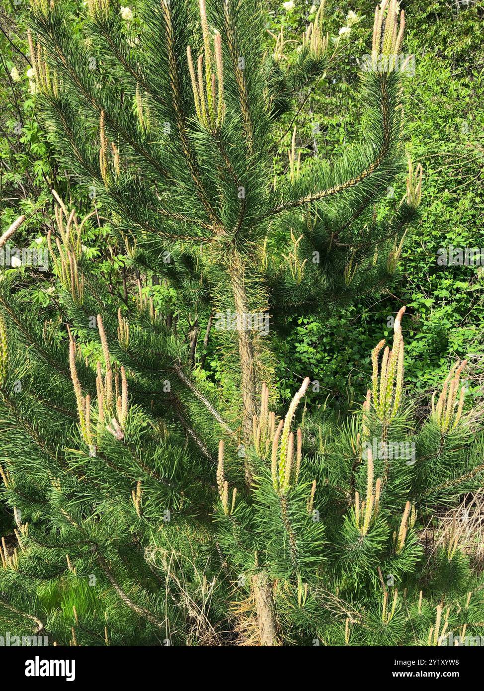 hard pines (Pinus) Plantae Stock Photo - Alamy