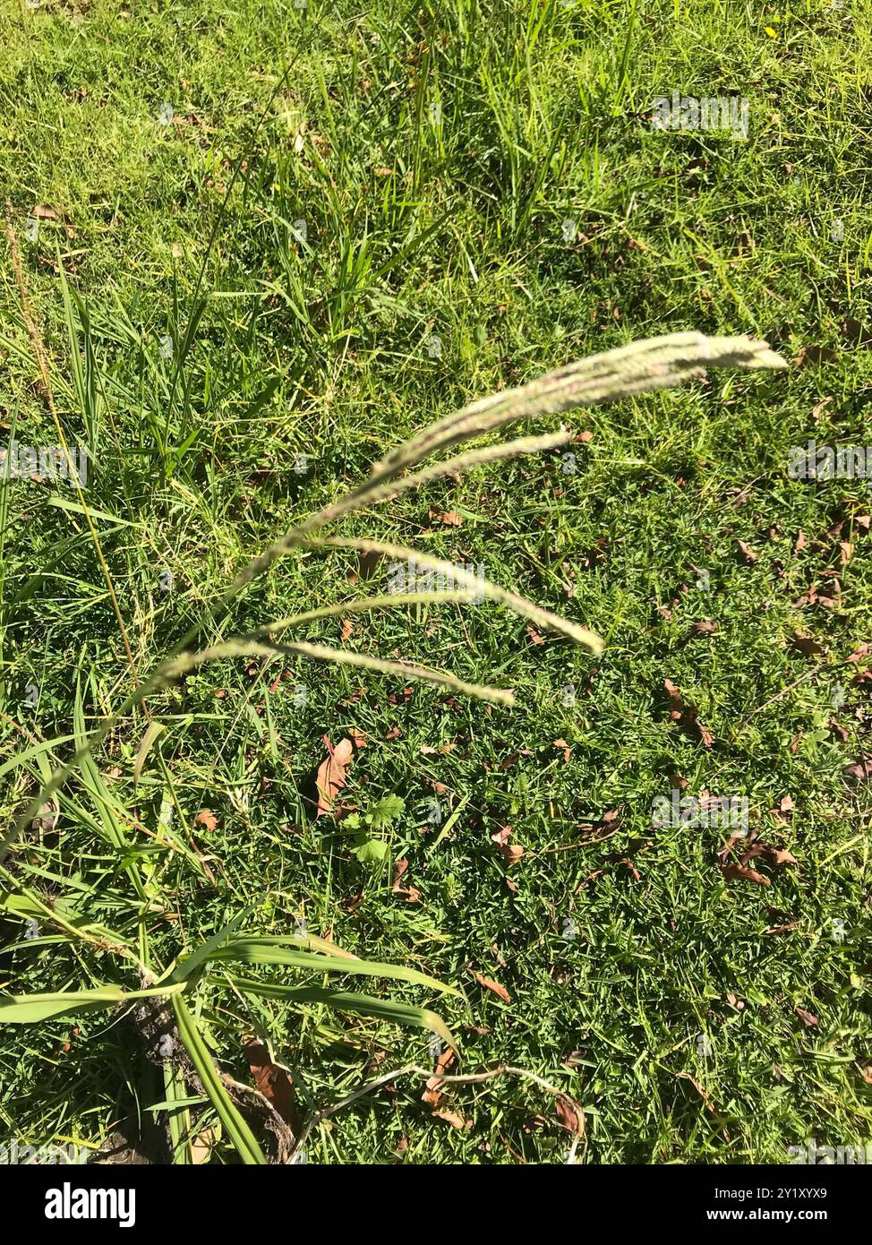 Dallis grass (Paspalum dilatatum) Plantae Stock Photo - Alamy
