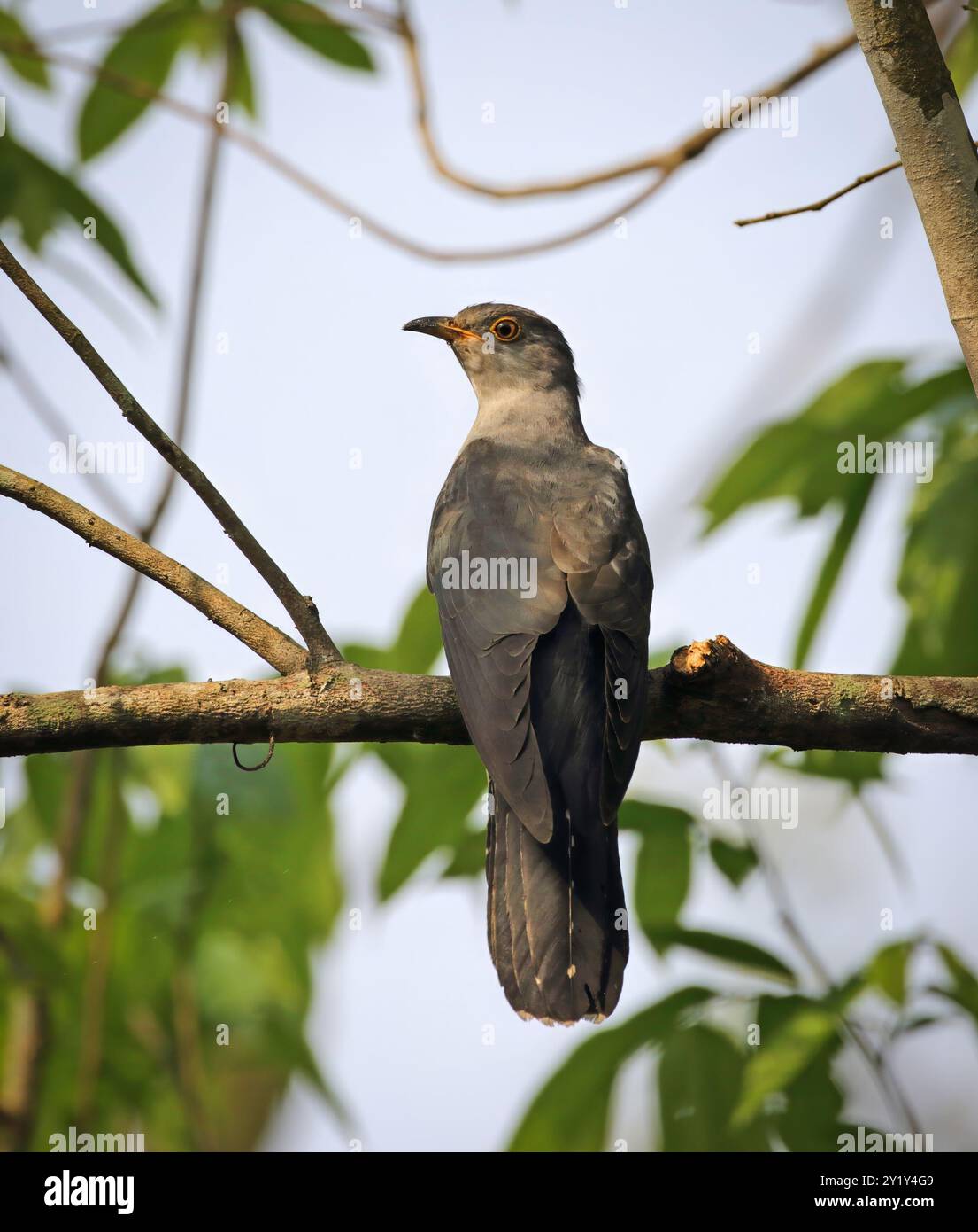 Common cuckoo stock hi-res stock photography and images - Alamy