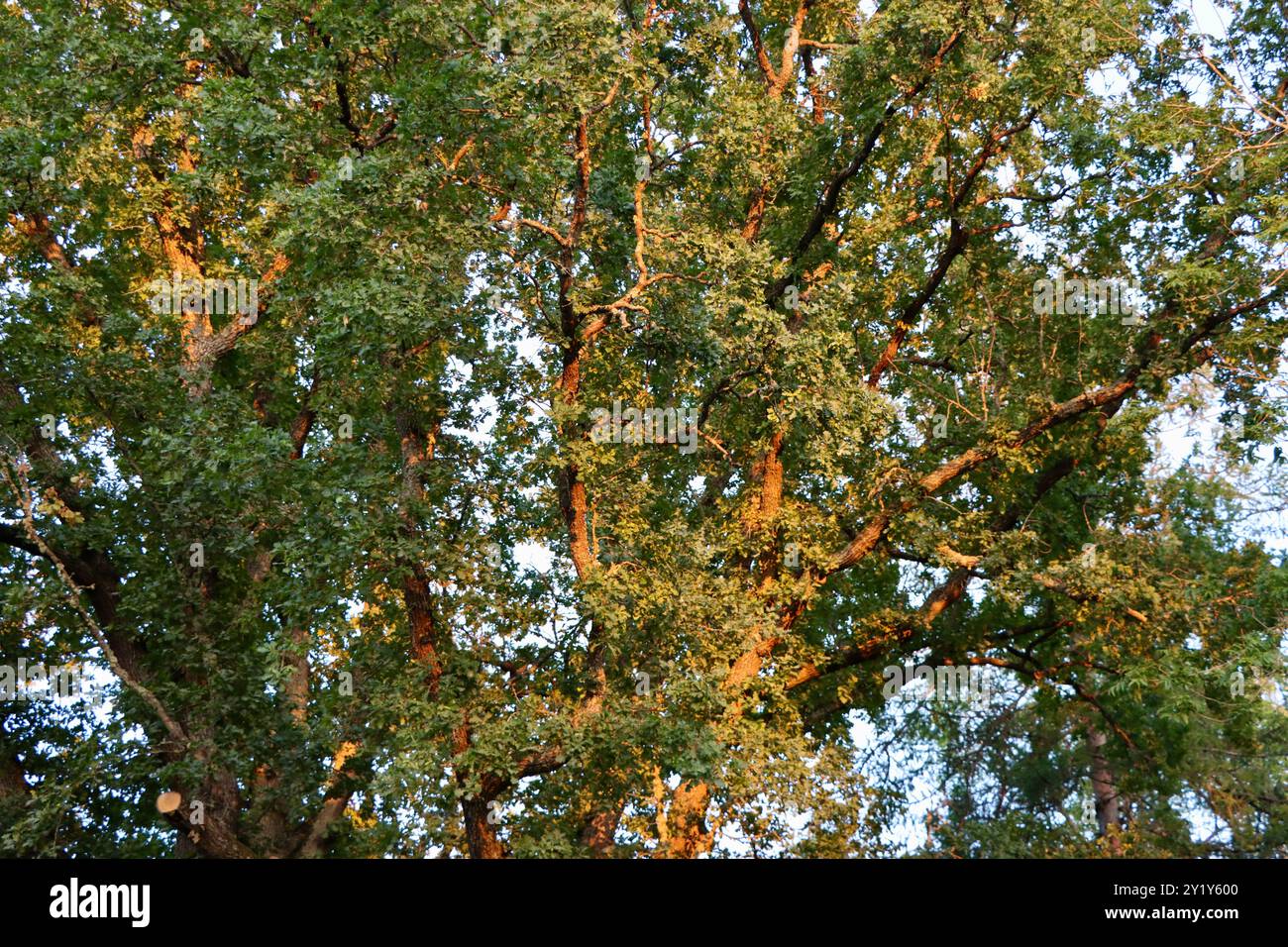 Evening sunlight lighting up old oak tree in Southern Finland, August ...
