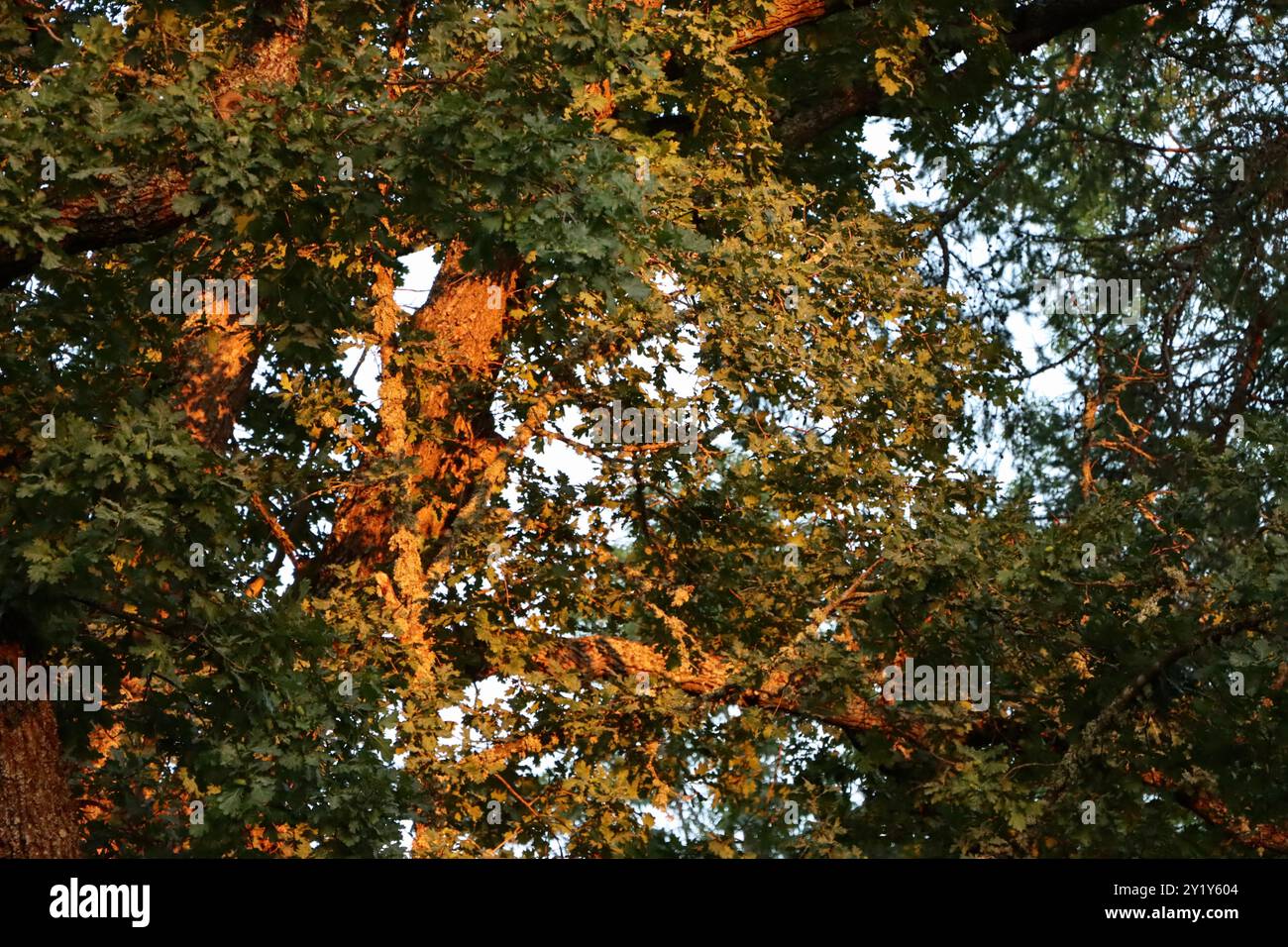 Evening sunlight lighting up old oak tree in Southern Finland, August ...