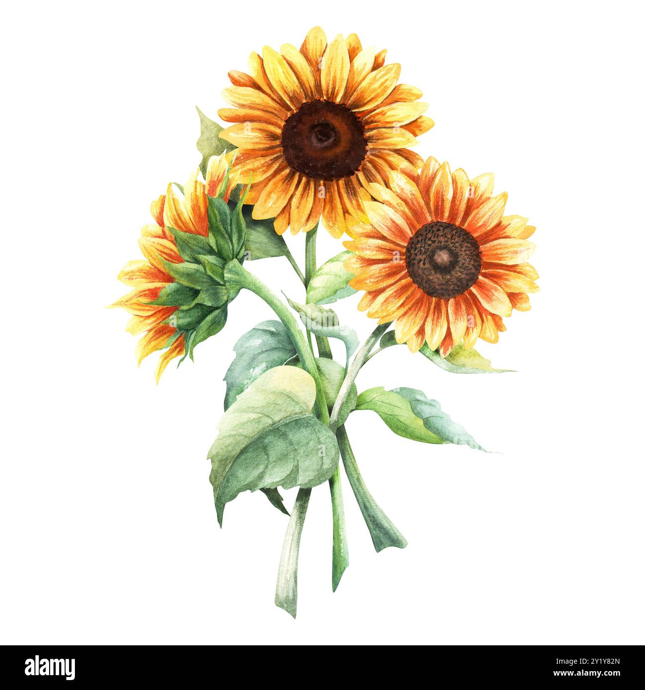 Bouquet of yellow sunflowers, vibrant large annual forb plant. Hand ...