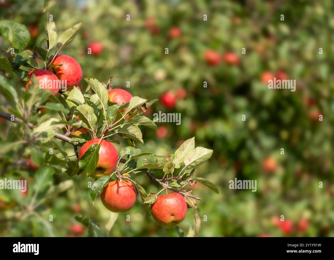 abundance of red apples hanging from apple tree in sunshine Stock Photo ...