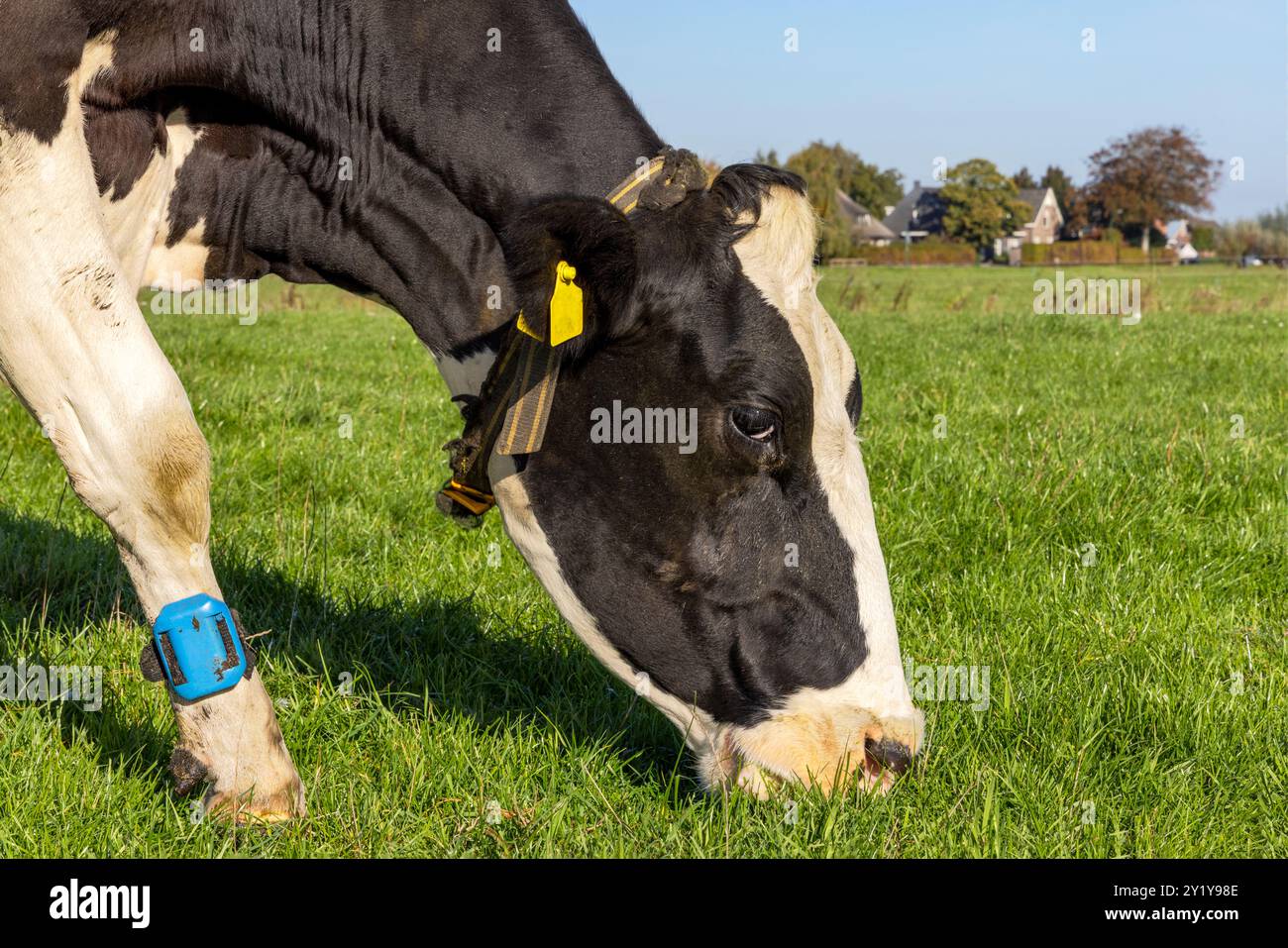 Grazing cow head, eating blades of grass, black and white, in a green ...