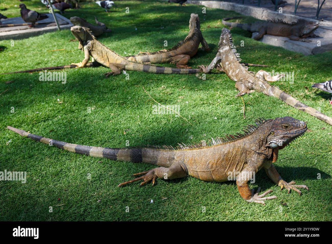 A group of Iguanas in Parque Seminario, downtown Guayaquil, Ecuador ...