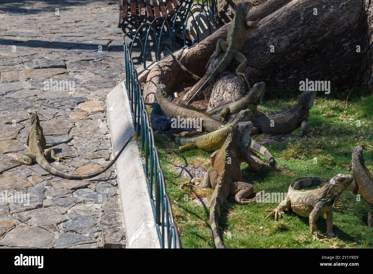A group of Iguanas in Parque Seminario, downtown Guayaquil, Ecuador ...