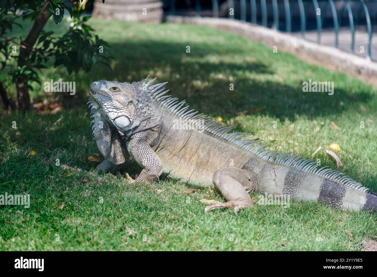 An Iguana in Parque Seminario, downtown Guayaquil, Ecuador Stock Photo ...