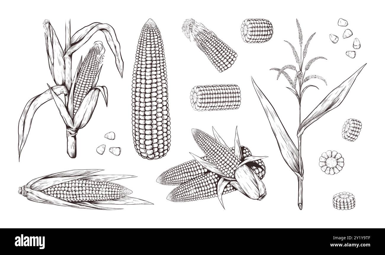 Corn Stalk Drawing