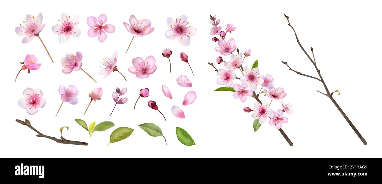 Sakura blossom. Japan flower petal, spring pink bud and twigs, nature ...