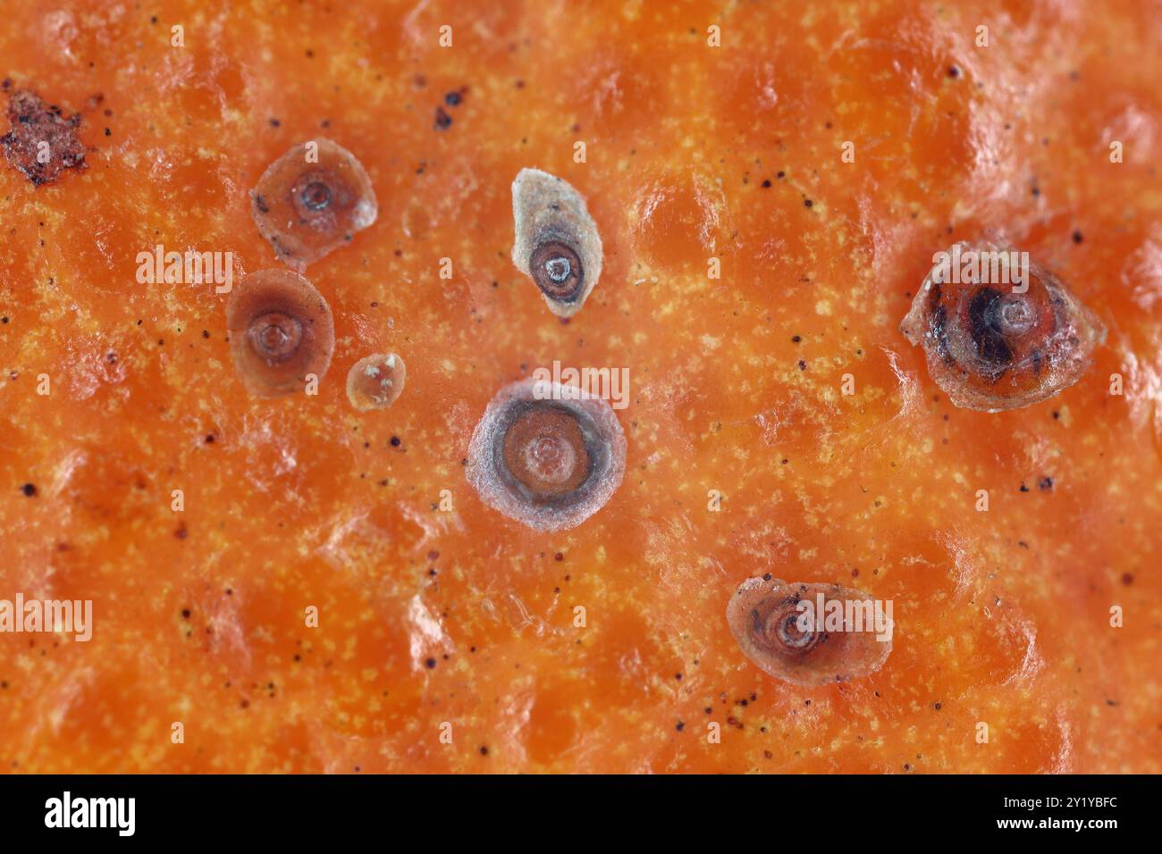 Aonidiella aurantii or red scale is an armored scale insect and a major ...