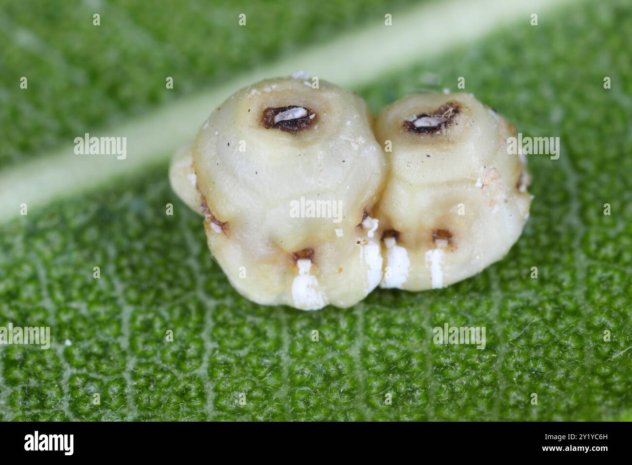 Wax scales in the family Coccidae. Ceroplastes rusci Fig wax scale. A ...