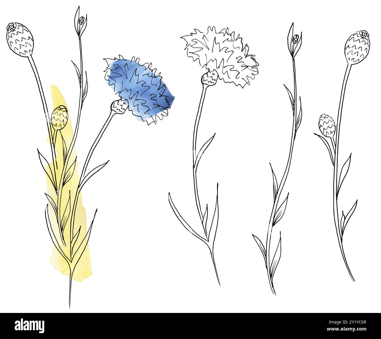 Watercolor and liner meadow flowers bouquet and element illustration ...