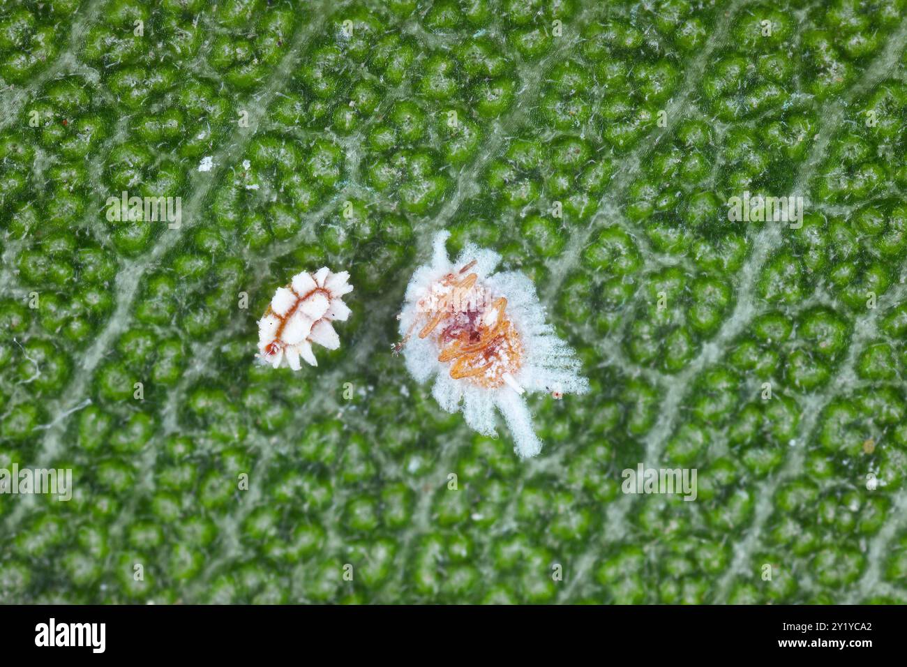 Wax scales in the family Coccidae. Ceroplastes rusci Fig wax scale. A ...