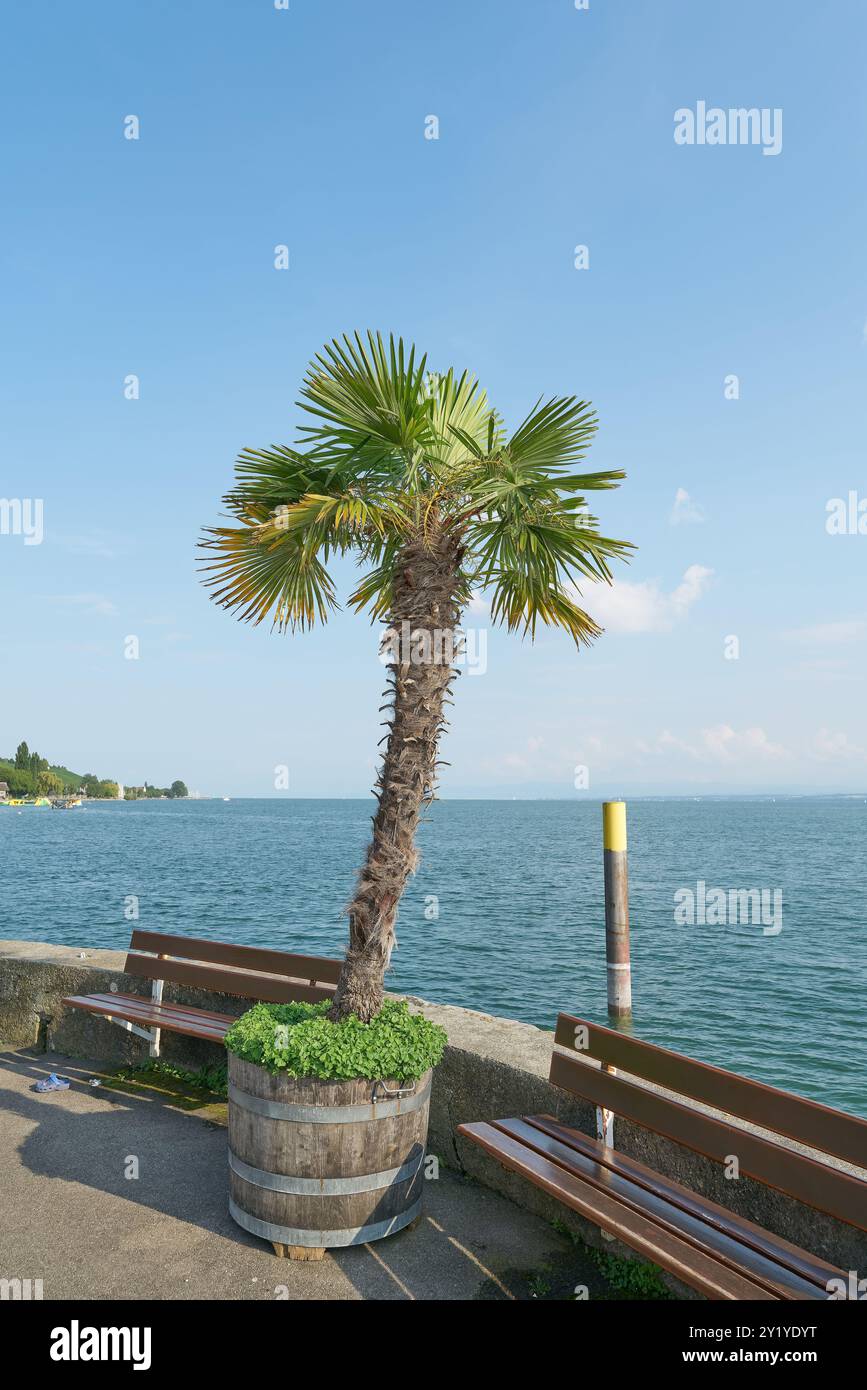 Palm tree on the sunny harbor pier in Meersburg on Lake Constance ...