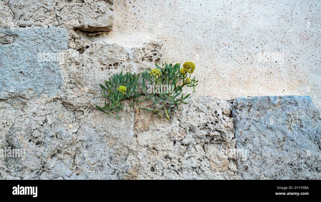 Stone block wall with flowers coming out, beautiful display of life ...