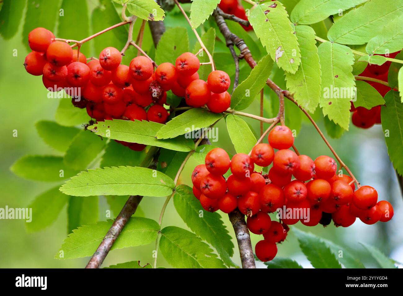 Rowan tree, pihlaja in finnish, with red berries Stock Photo - Alamy