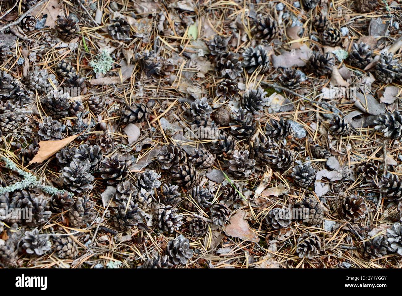 The beauty of fallen pine cones. Finland August 2024 Stock Photo - Alamy