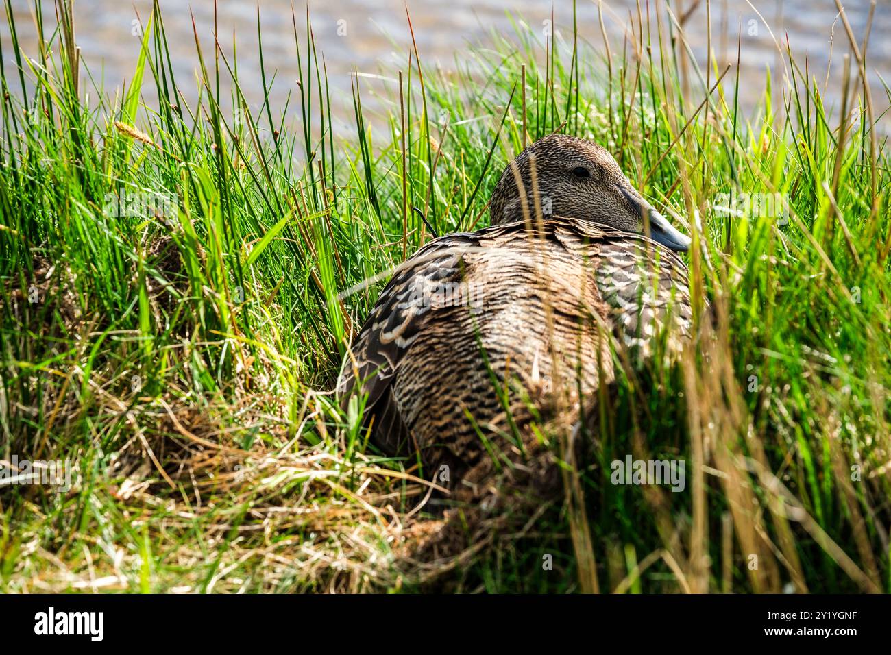 Eider à duvet femelle couvant ses oeufs le long du fjörd - Somateria ...