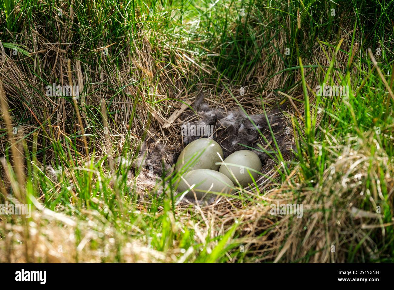 Eider à duvet femelle couvant ses oeufs le long du fjörd - Somateria ...