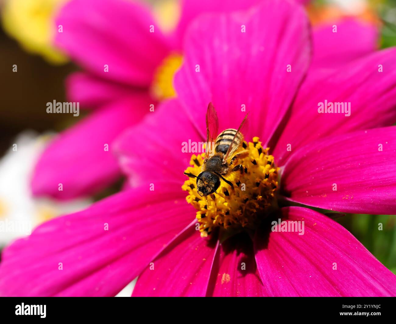 Macro of wild bee gathering on red dahlia flower seen from above Stock ...