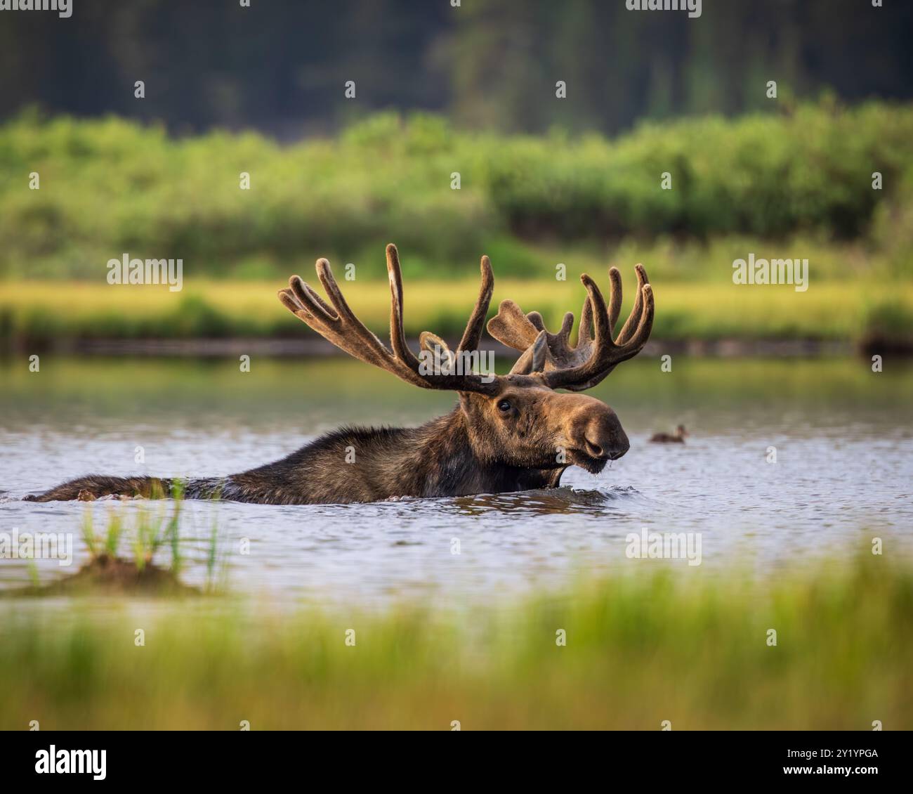 Colorado bull Shiras Moose - alces alces - wading in pond Stock Photo ...