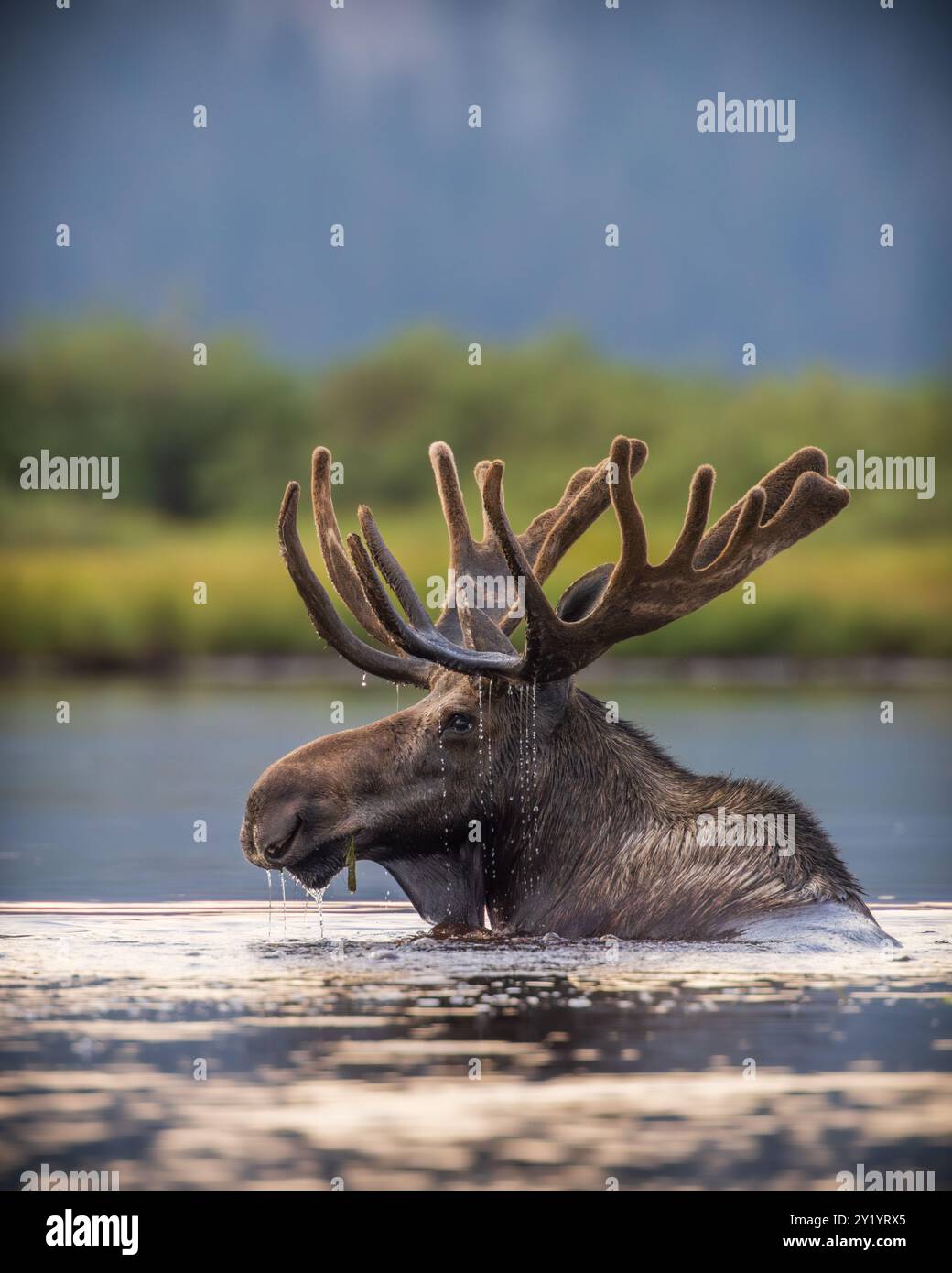 Bull moose foraging on hi-res stock photography and images - Alamy