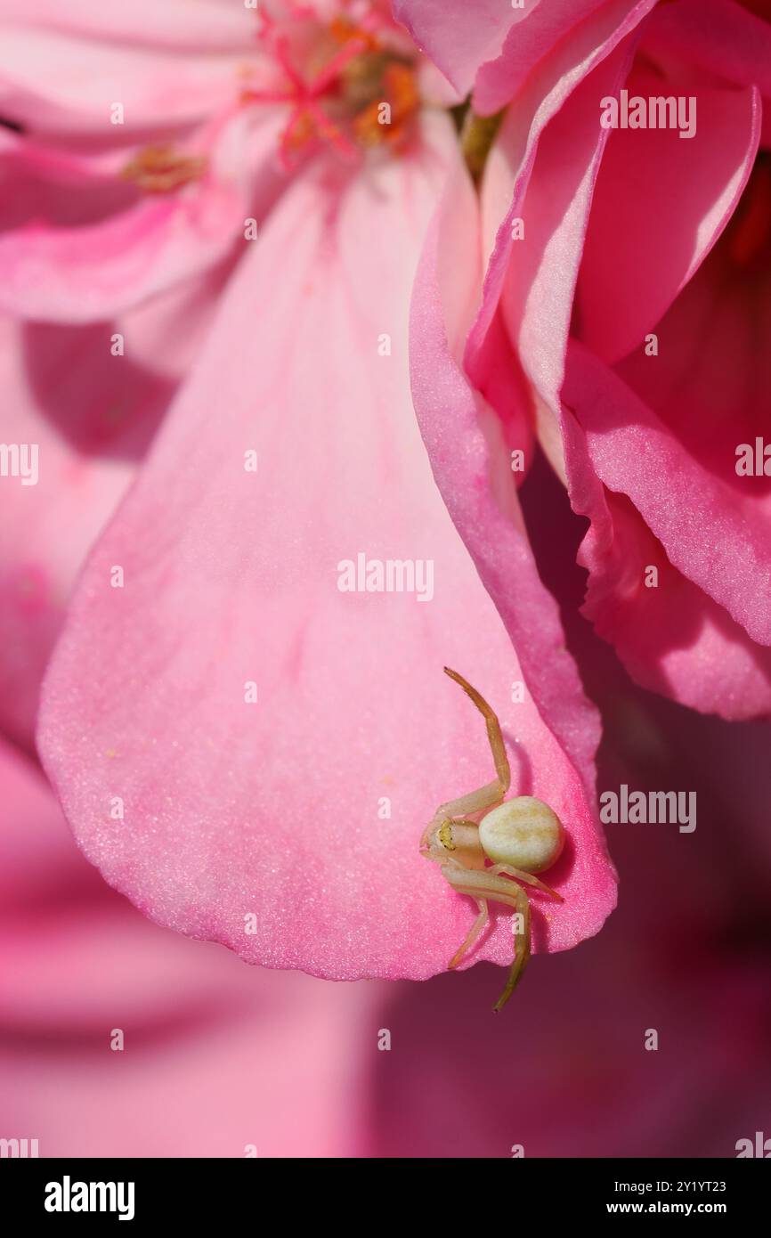 Goldenrod spider above hi-res stock photography and images - Alamy