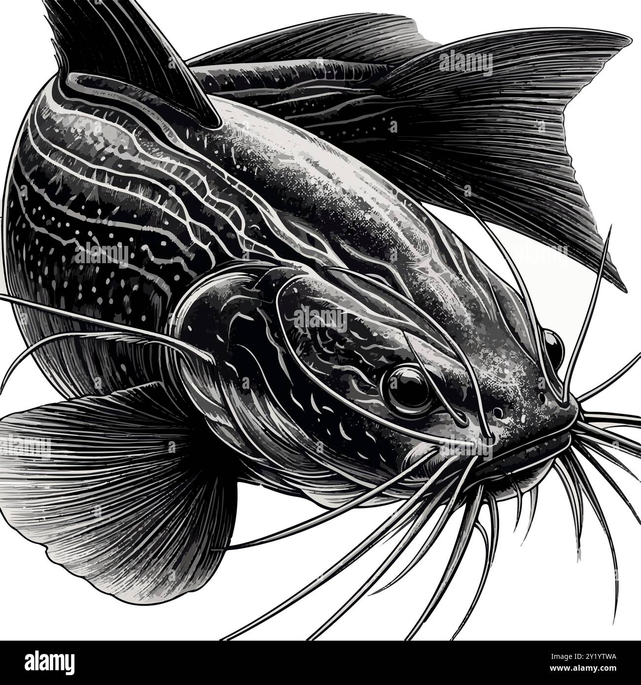 Catfish anatomy hi-res stock photography and images - Alamy