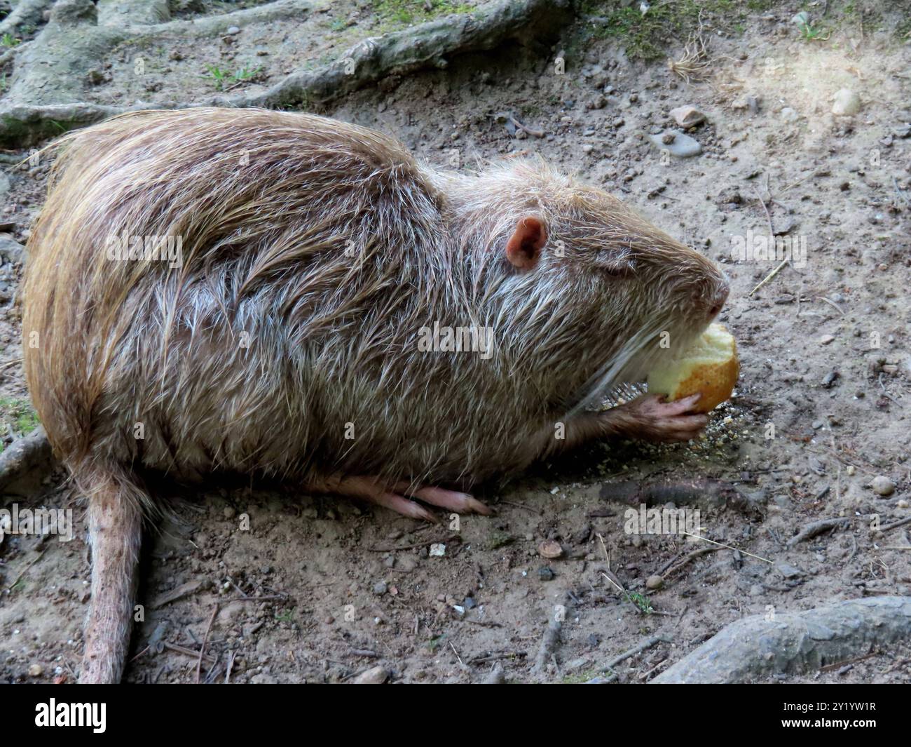 ...der Nutria laesst sich sein Menue schmecken und genießt die Spende ...