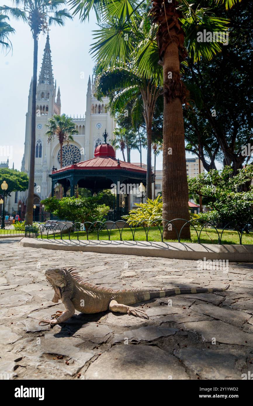 An Iguana in Parque Seminario and the Catedral Catolica Metropolitana ...