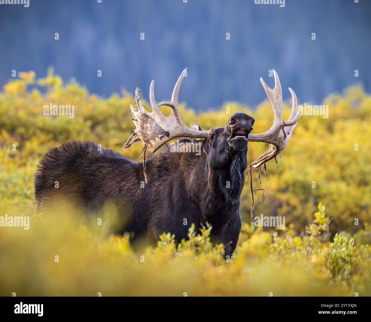 Bull Shiras Moose - alces alces - standing broadside in autumn changing ...