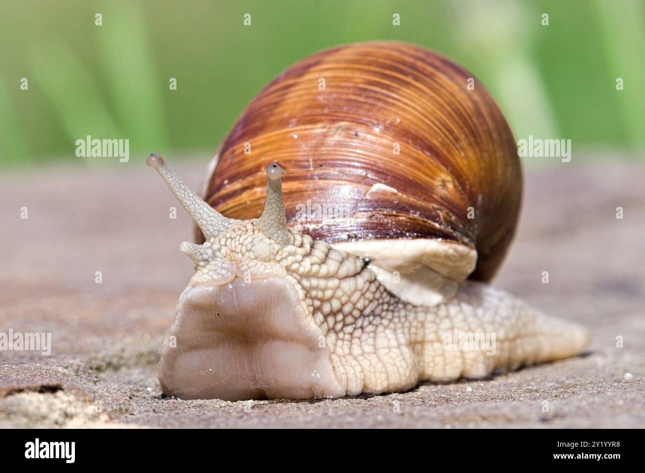 Helix shell roman snail hi-res stock photography and images - Alamy