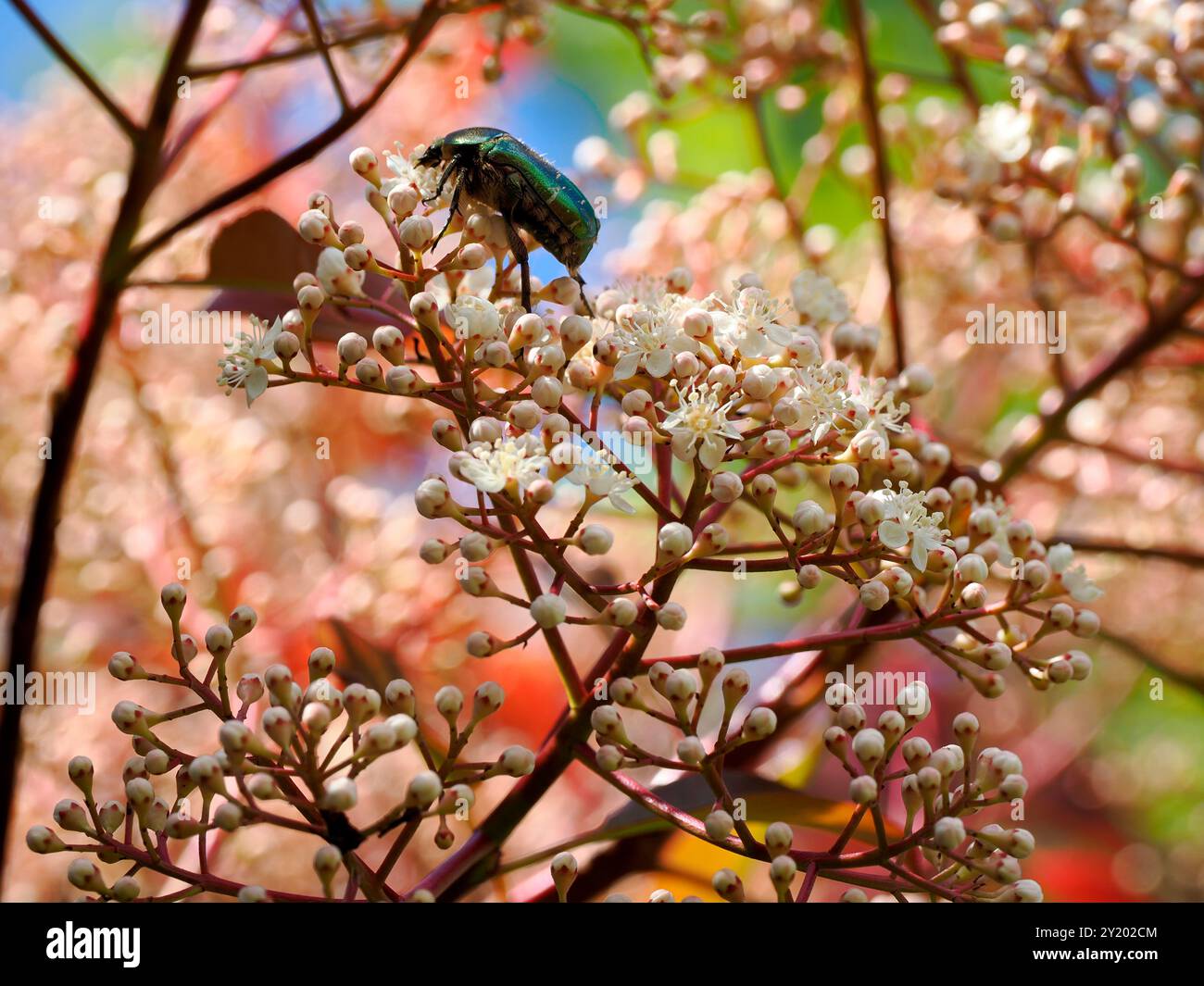 Green Cetonia aurata viewed from profile flowering photinia bush Stock ...