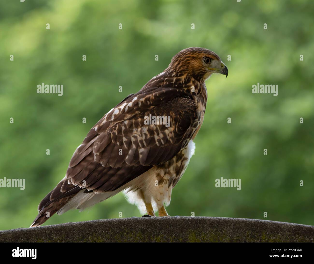 Red Tailed Hawk perched on a stone looking to the right Stock Photo - Alamy