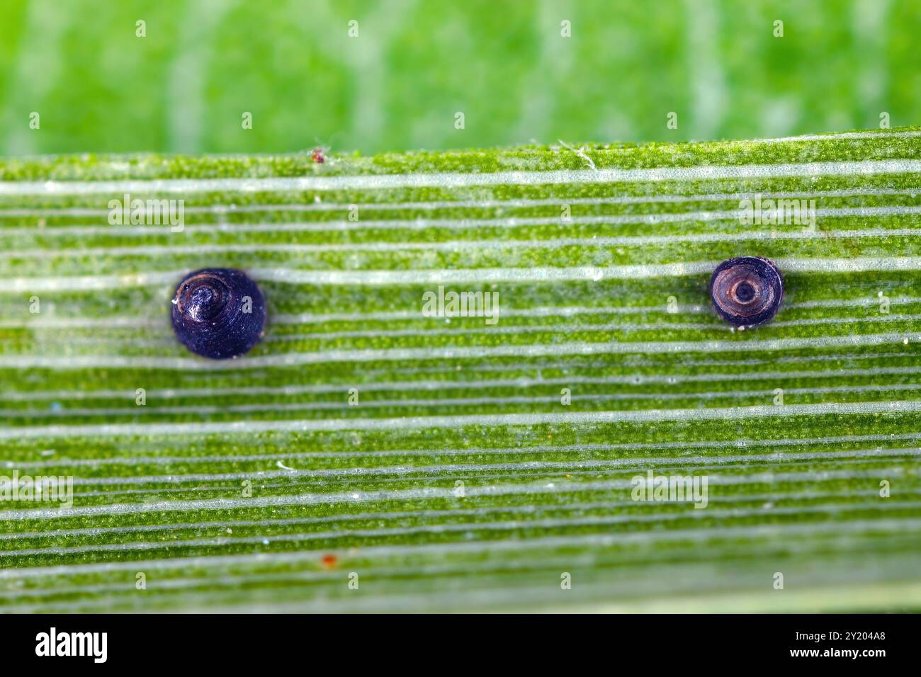 Chrysomphalus aonidum Egyptian black scale. Known generally as Florida ...