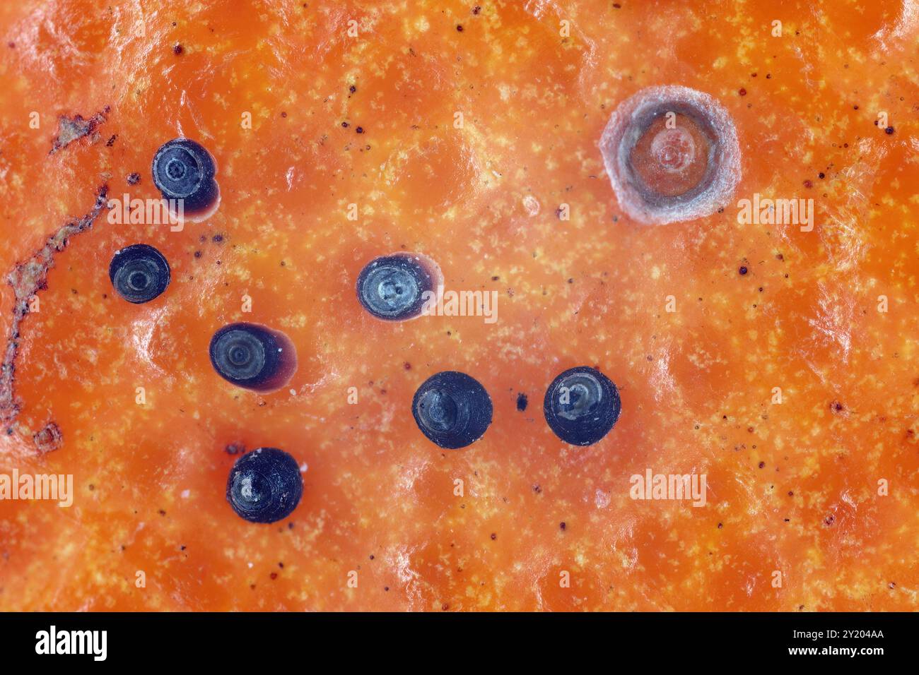 Chrysomphalus aonidum Egyptian black scale. Known generally as Florida ...