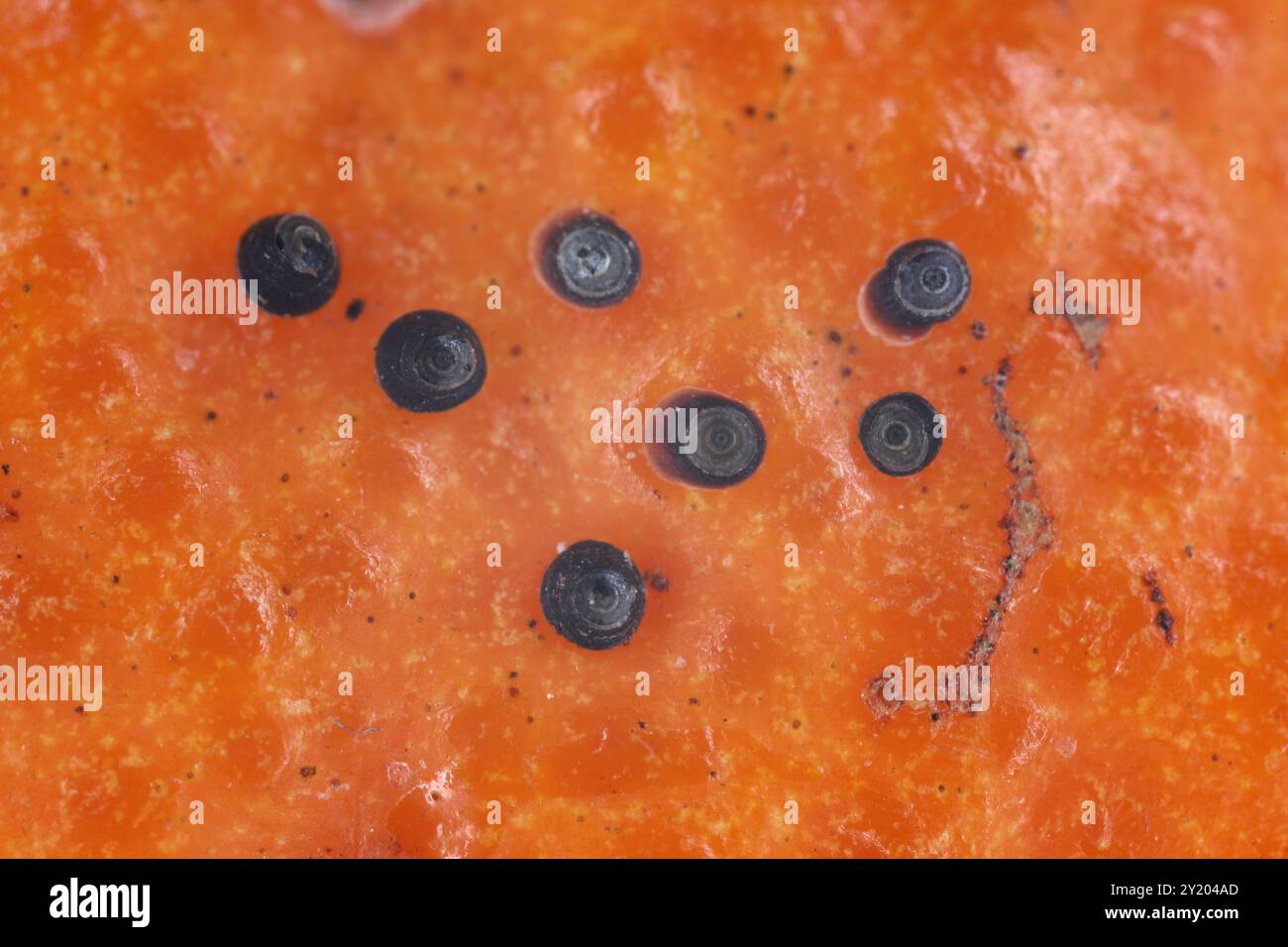 Chrysomphalus aonidum Egyptian black scale. Known generally as Florida ...