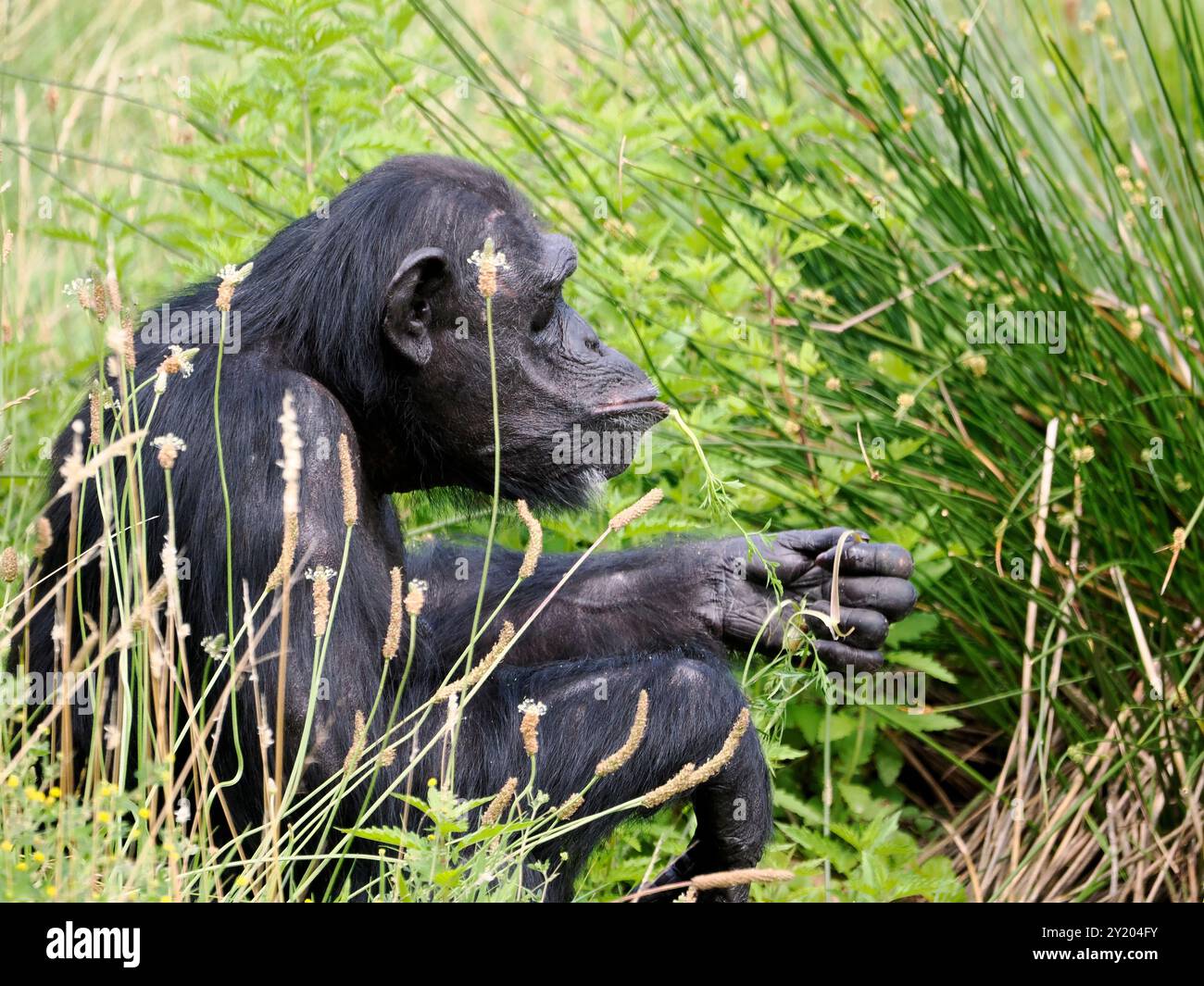 Chimpanzee (Pan troglodytes) sitting in tall grass and seen from ...