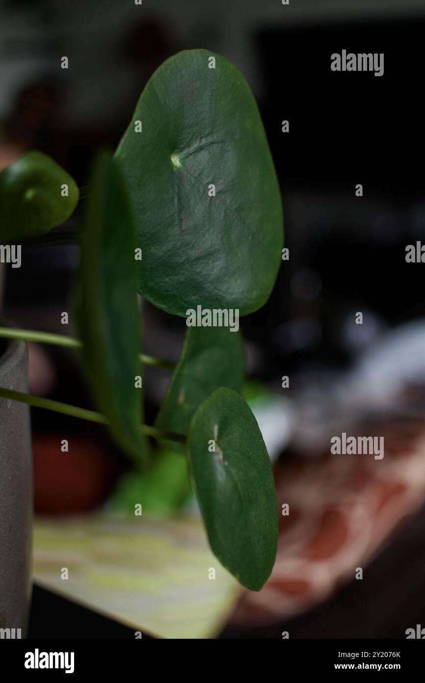 Circular leaves on house plant indoors with background blur Stock Photo ...