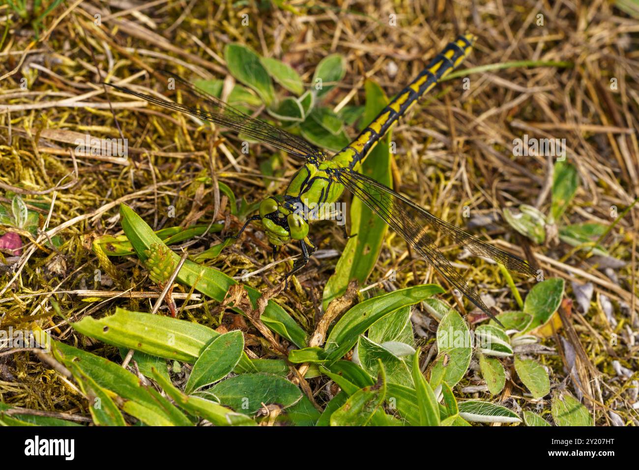 Ophiogomphus cecilia Family Gomphidae Genus Ophiogomphus Green ...