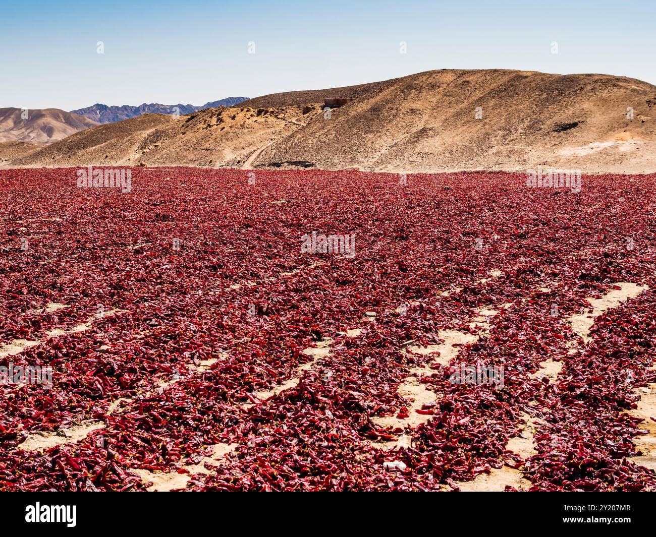 Stunning landscape with red chili for drying on field in Nazca ...