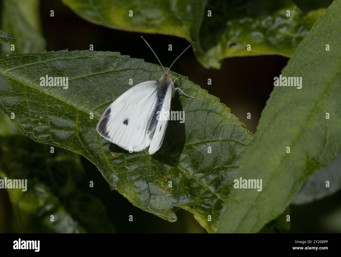 Female Large White Cabbage Butterfly Pieris brassicae Stock Photo - Alamy